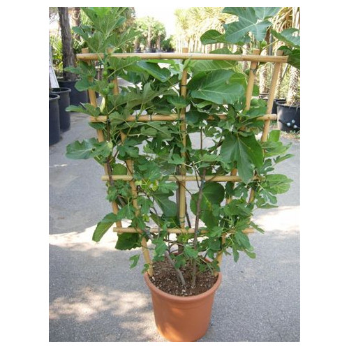 Seagrave Nurseries - Other Products / Pleached (On Trellis) / Pleached ...